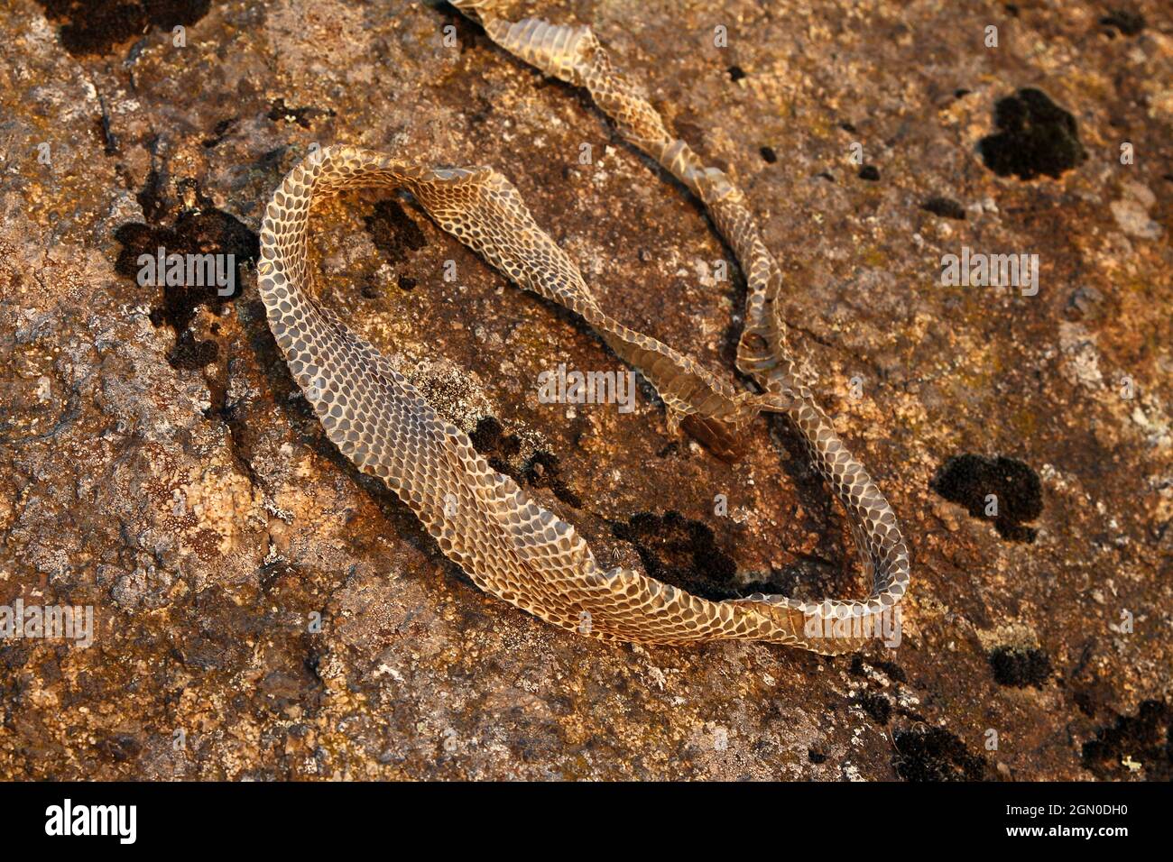 Molted skin of a snake Stock Photo - Alamy