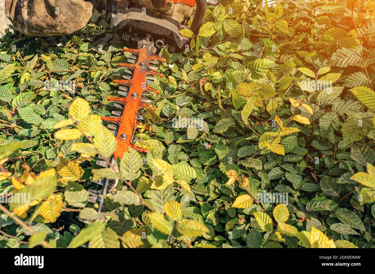 Worker prunes green bush garden gasoline shears, hedge. Work in garden ...