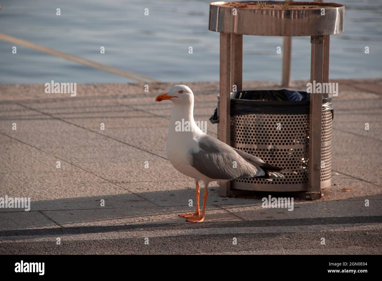 A seagull wandering around a trash can at sunset Stock Photo - Alamy