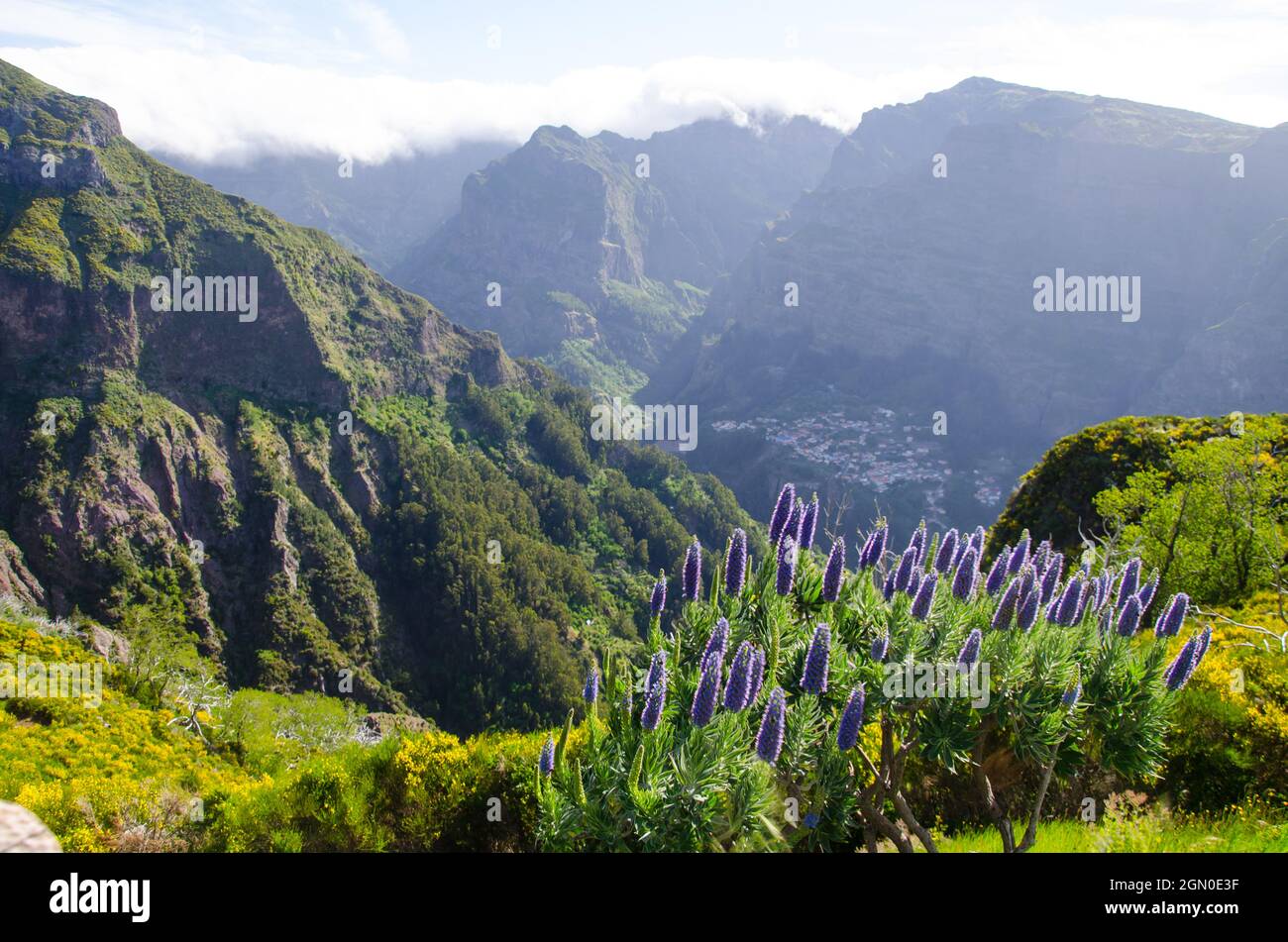 Beautiful mountainous landscape with wildflowers in Madeira, Portugal ...