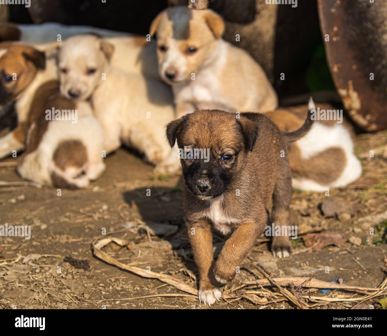 Angry puppy running towards photographer Stock Photo - Alamy