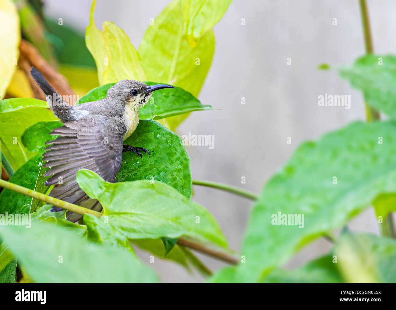Female purple sun bird hi-res stock photography and images - Alamy