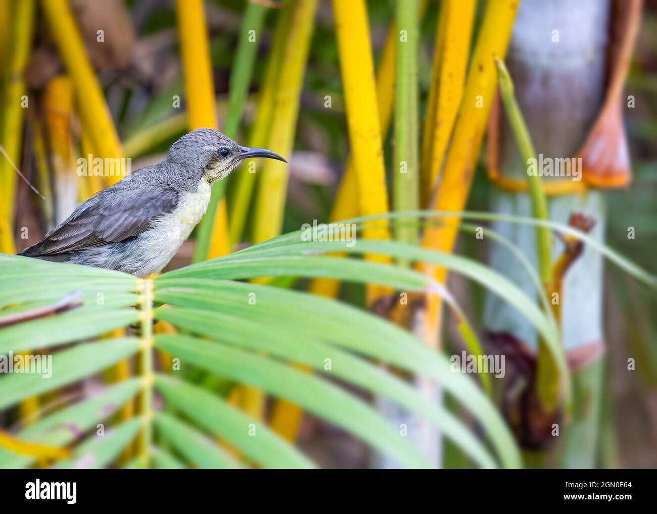 Purple sun bird hi-res stock photography and images - Alamy