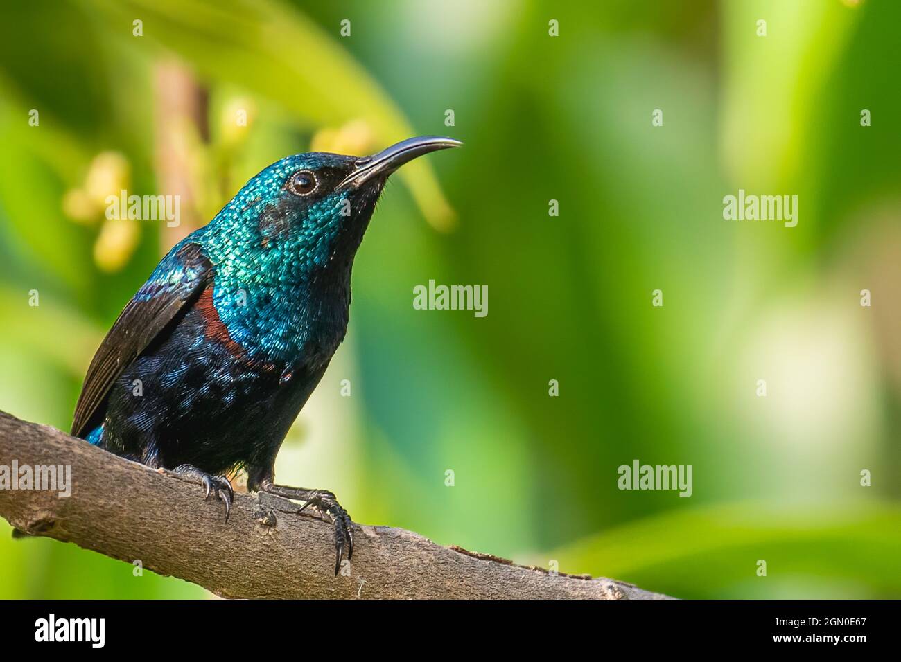 Purple sun bird hi-res stock photography and images - Alamy