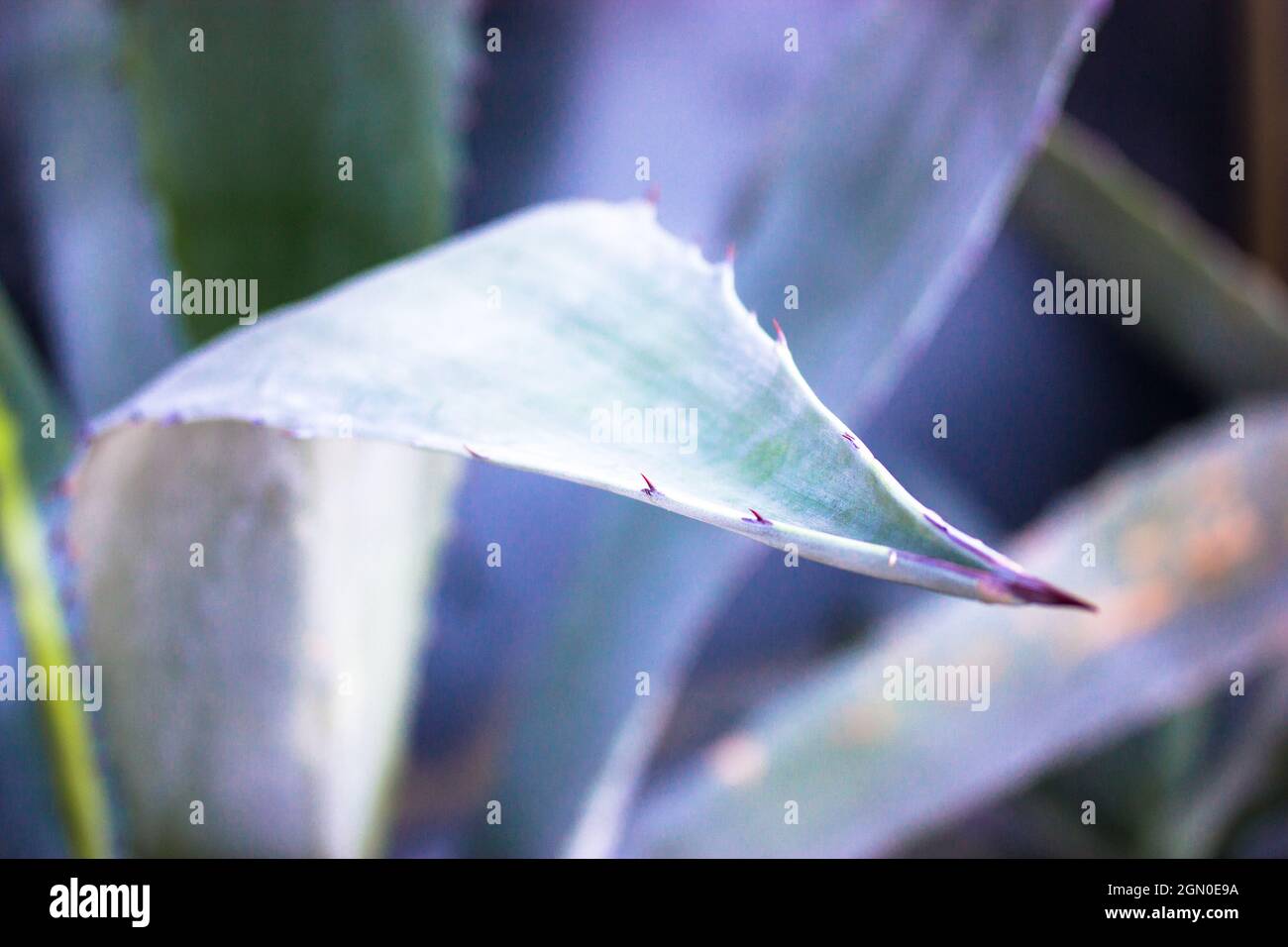 Beautiful giant blue-green agave leaves with thorns and prickles ...
