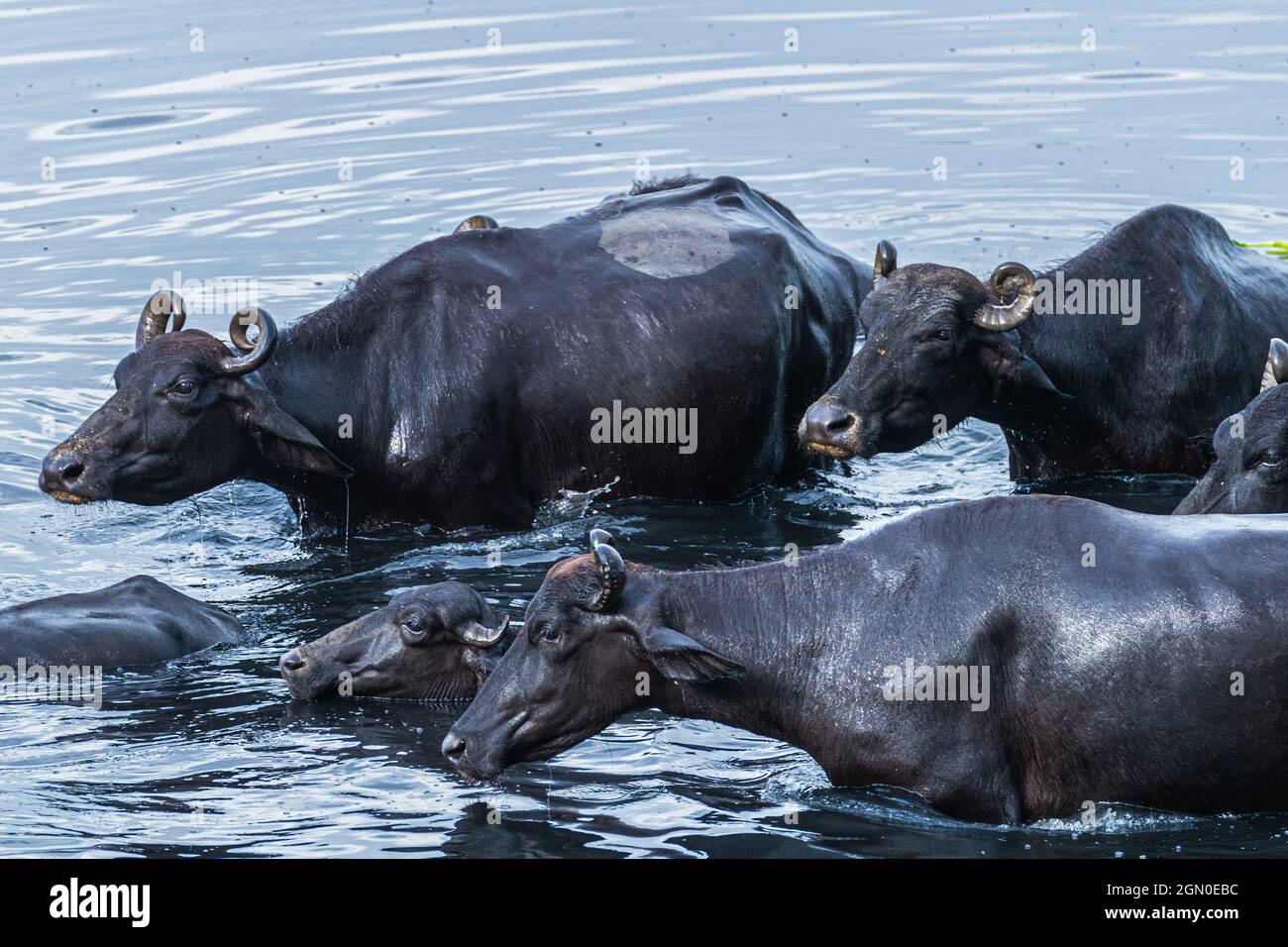 Taking bath in river hi-res stock photography and images - Alamy