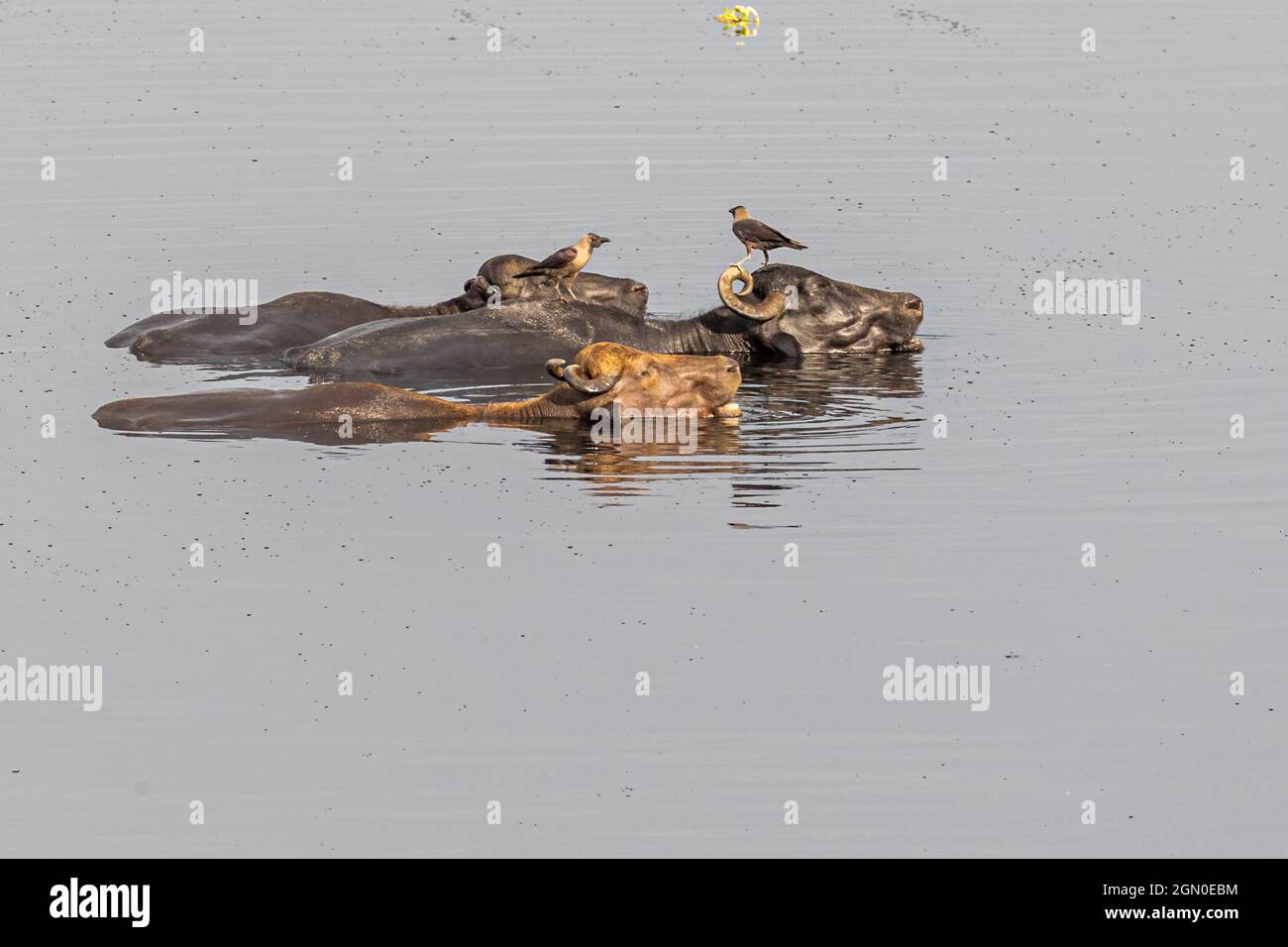 Crow and buffalo hi-res stock photography and images - Alamy
