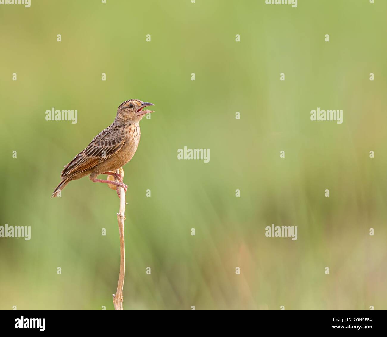 Bengal Bush Lark sitting on a branch Stock Photo - Alamy