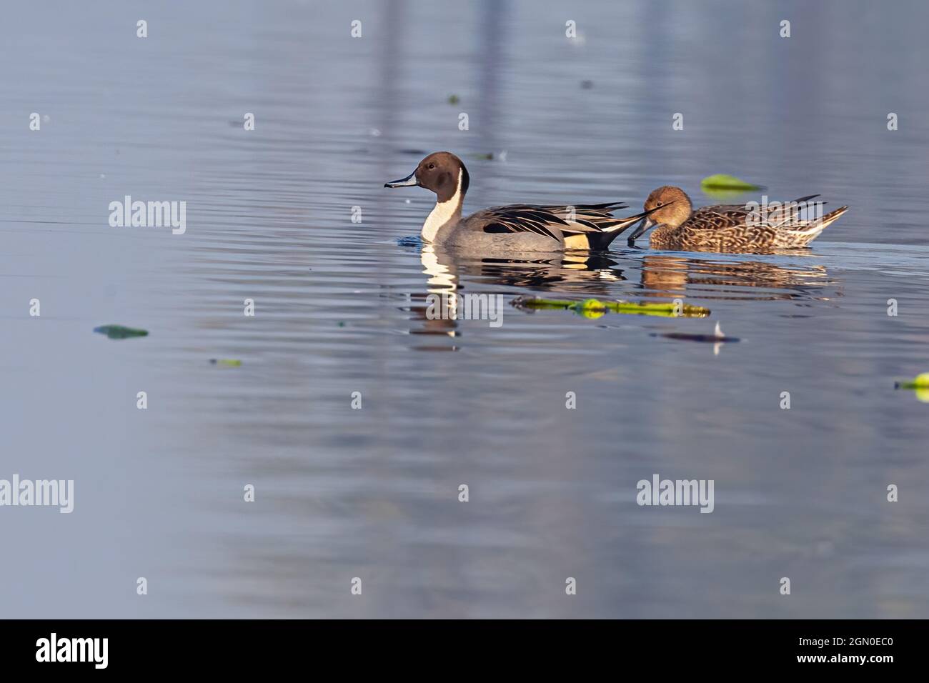 Pin Tail Duck swimming in a lake Stock Photo - Alamy