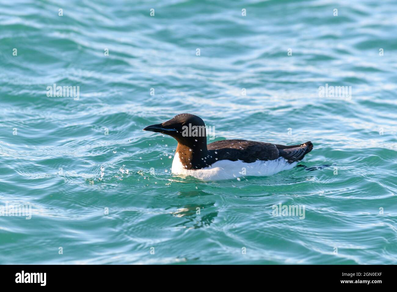 Guillemot - arctic bird at natural habitat in Franz Jozef Land ...
