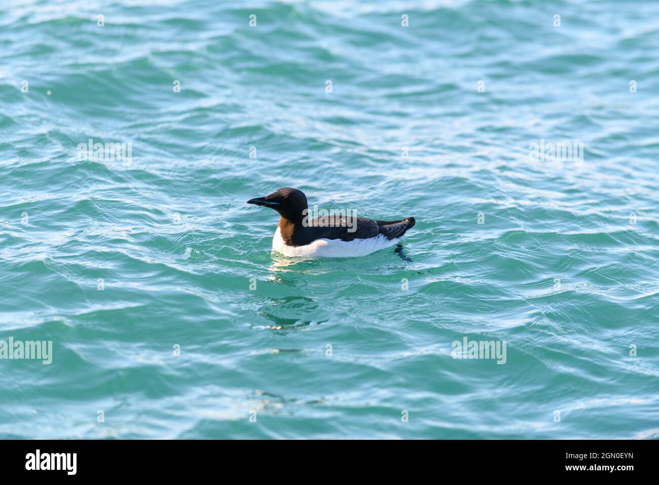 Black guillemot sea bird colony oban hi-res stock photography and ...
