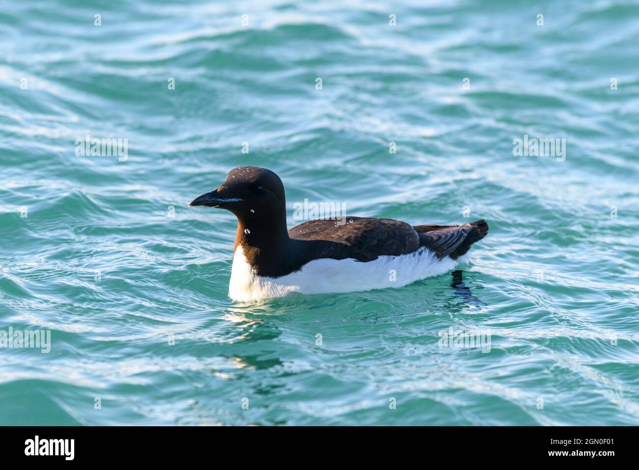 Guillemot - arctic bird at natural habitat in Franz Jozef Land ...