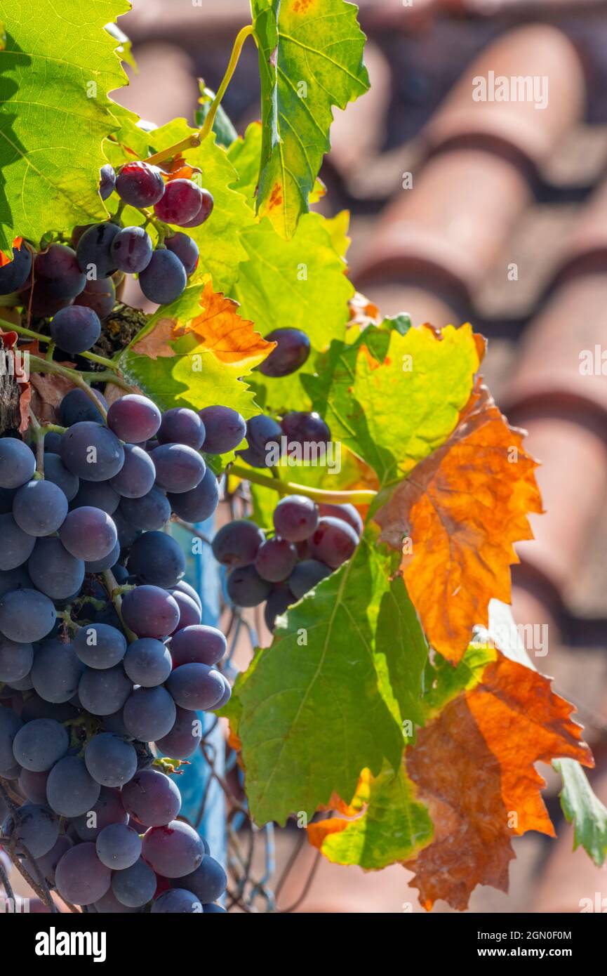 grapevine and bunch of juicy black grapes growing on a vine on a ...