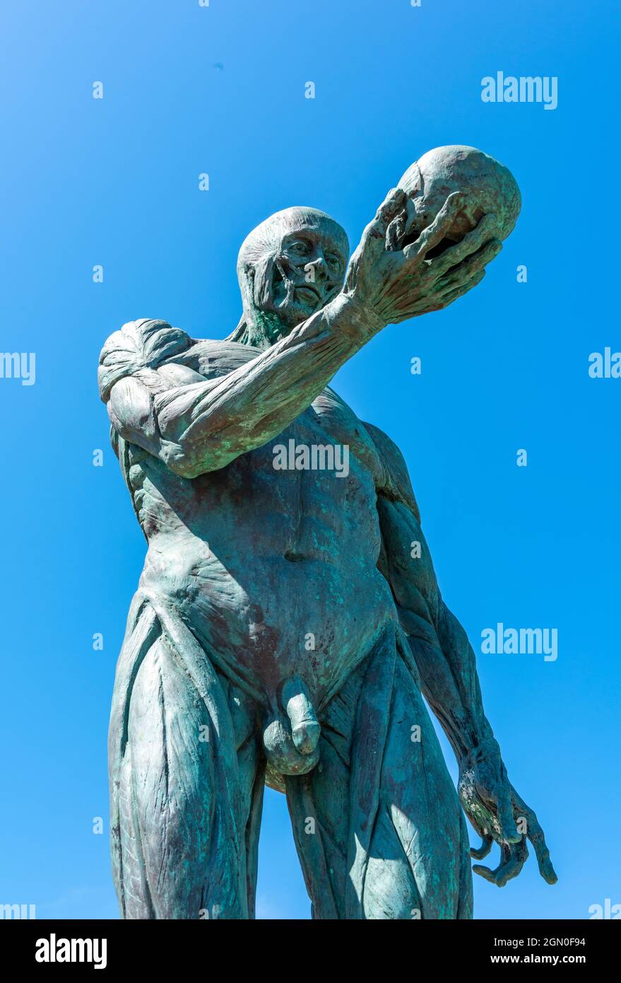 andreus vesalius skinned man statue zakynthos, anatomical medicine ...