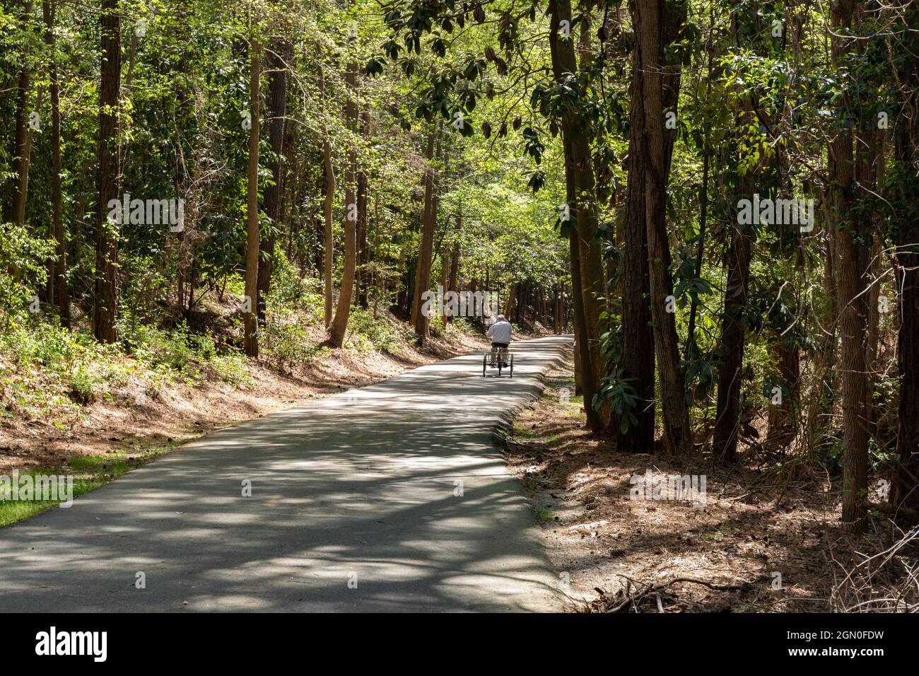 Distant cyclist on a pleasant ride through a heavily wooded greenway ...