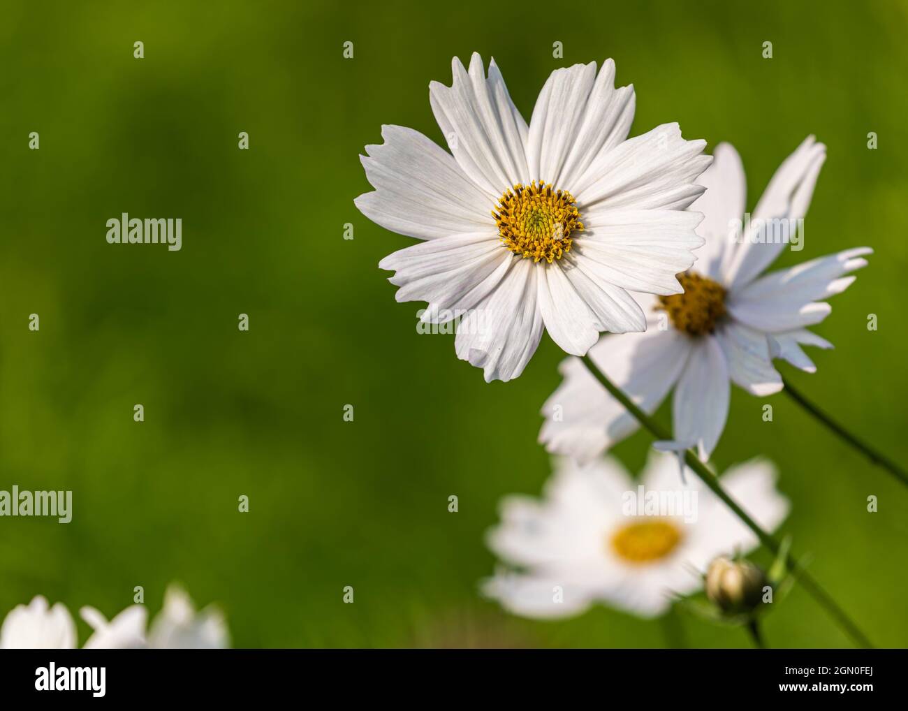 Cosmos white bunch hi-res stock photography and images - Alamy