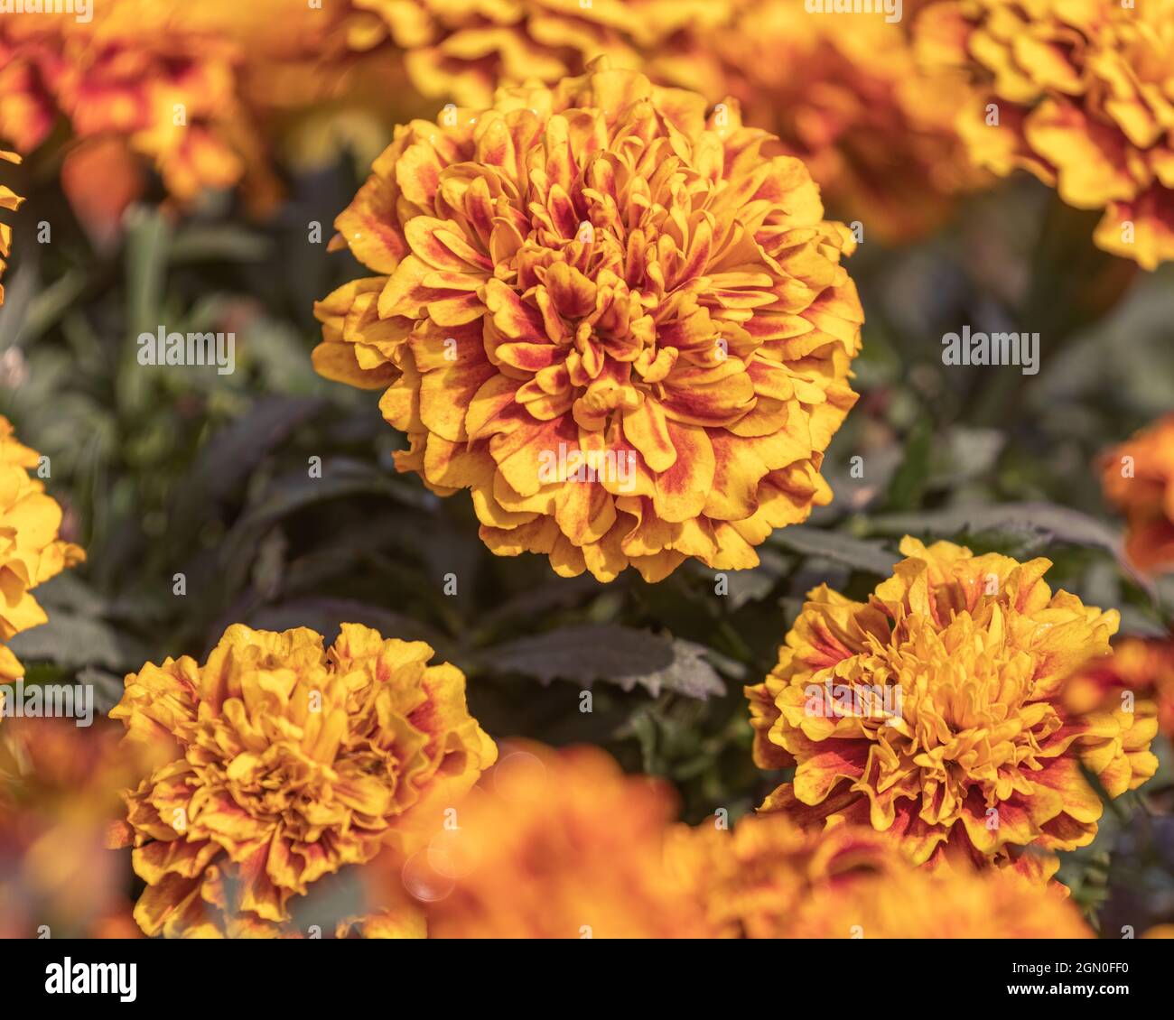 Marigold Flower bunch in garden Stock Photo - Alamy