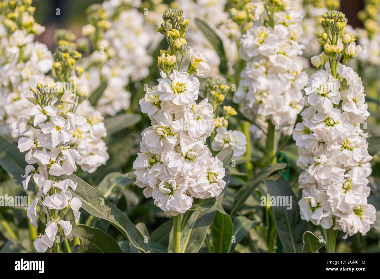 Stock flower hi-res stock photography and images - Alamy