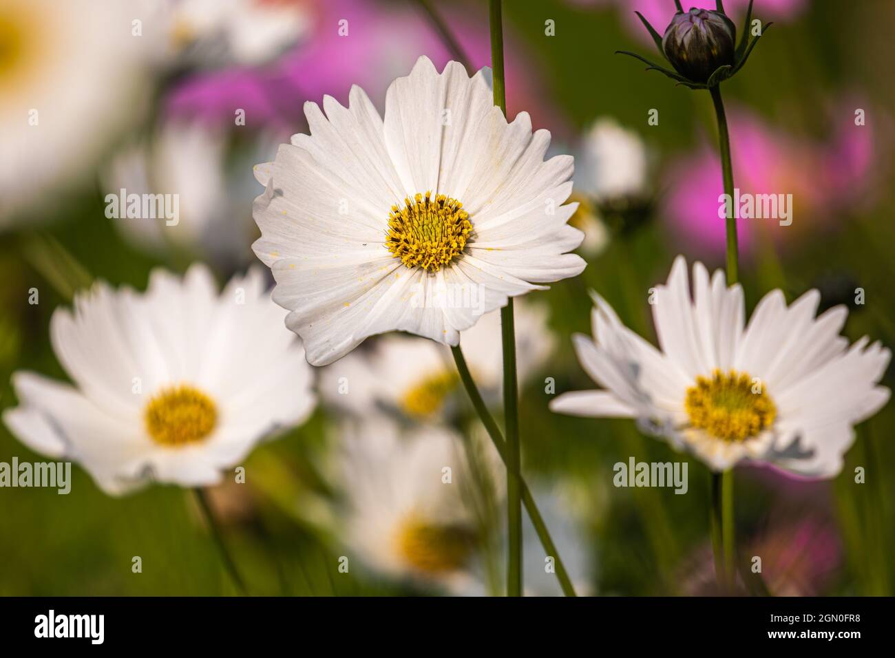 Cosmos white bunch hi-res stock photography and images - Alamy