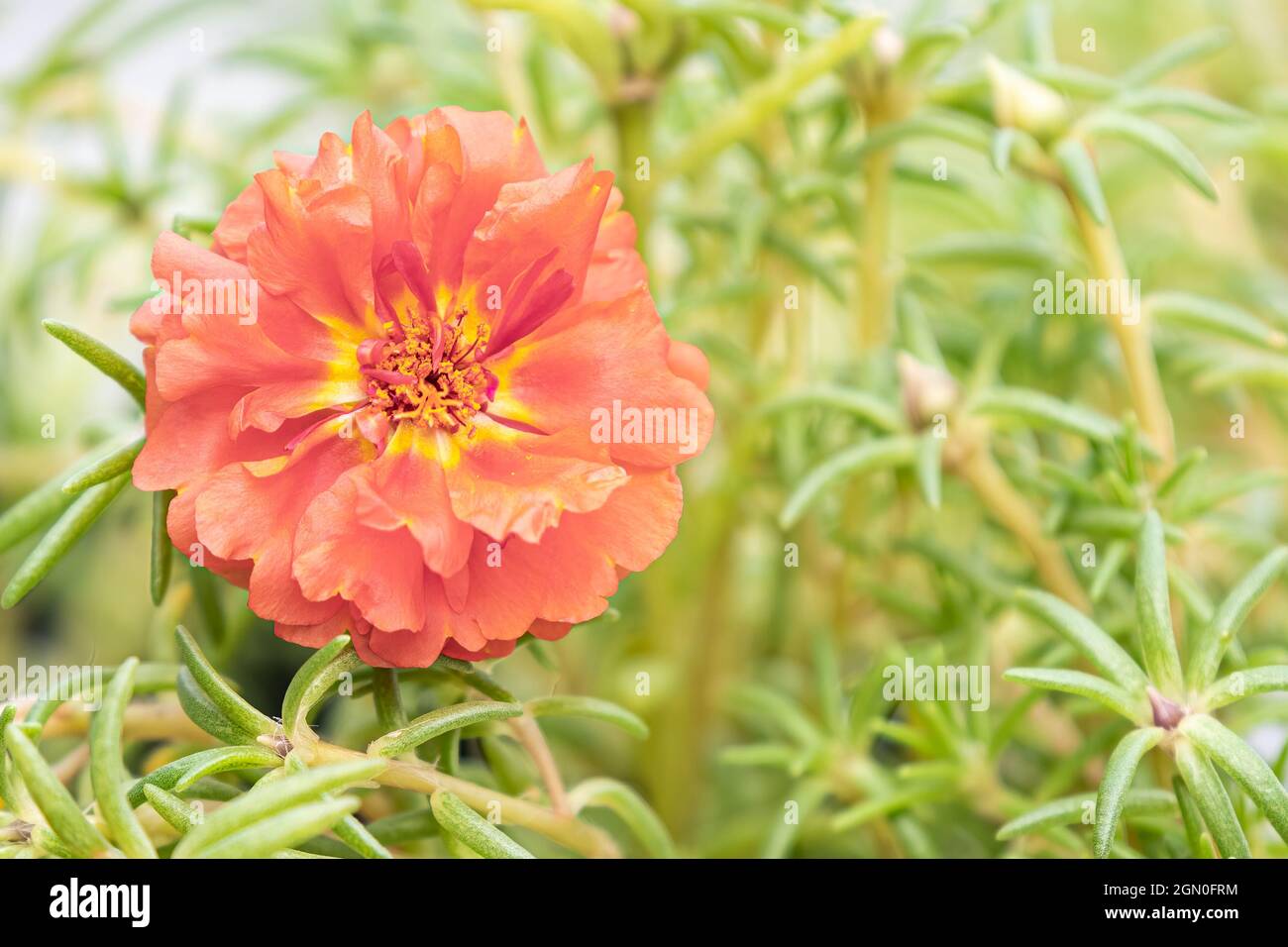 Moss rose flower hi-res stock photography and images - Alamy