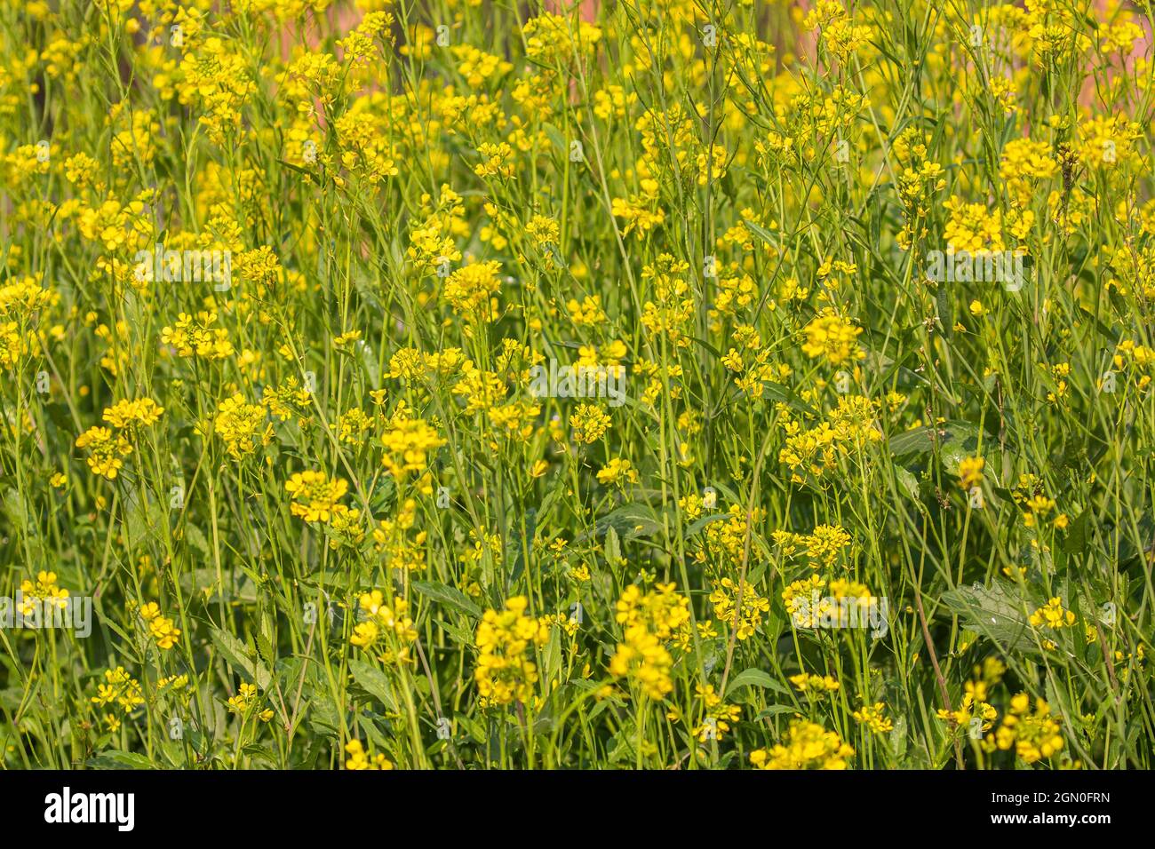 Mustard colored flowers hi-res stock photography and images - Alamy