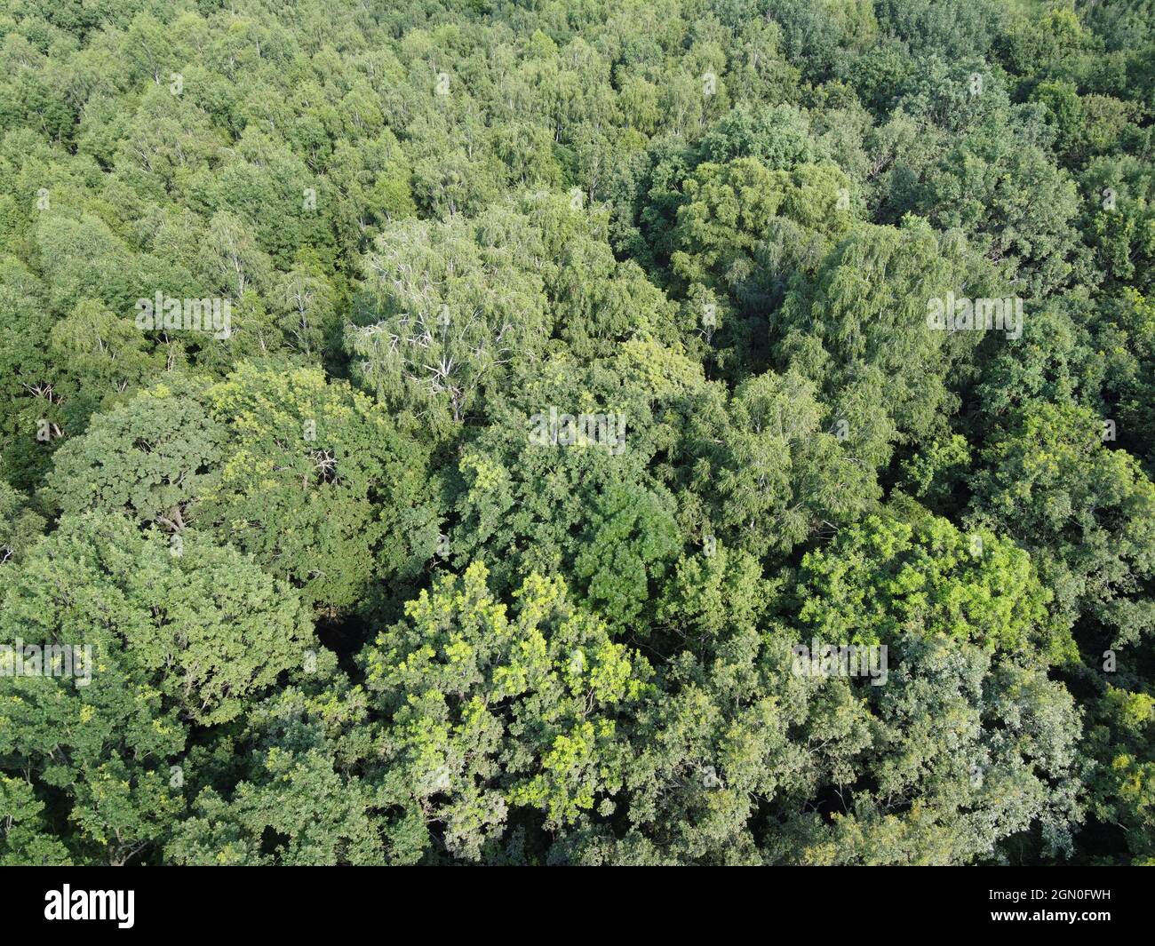 Beautiful dense forest, top view. The tops of a variety of trees Stock ...