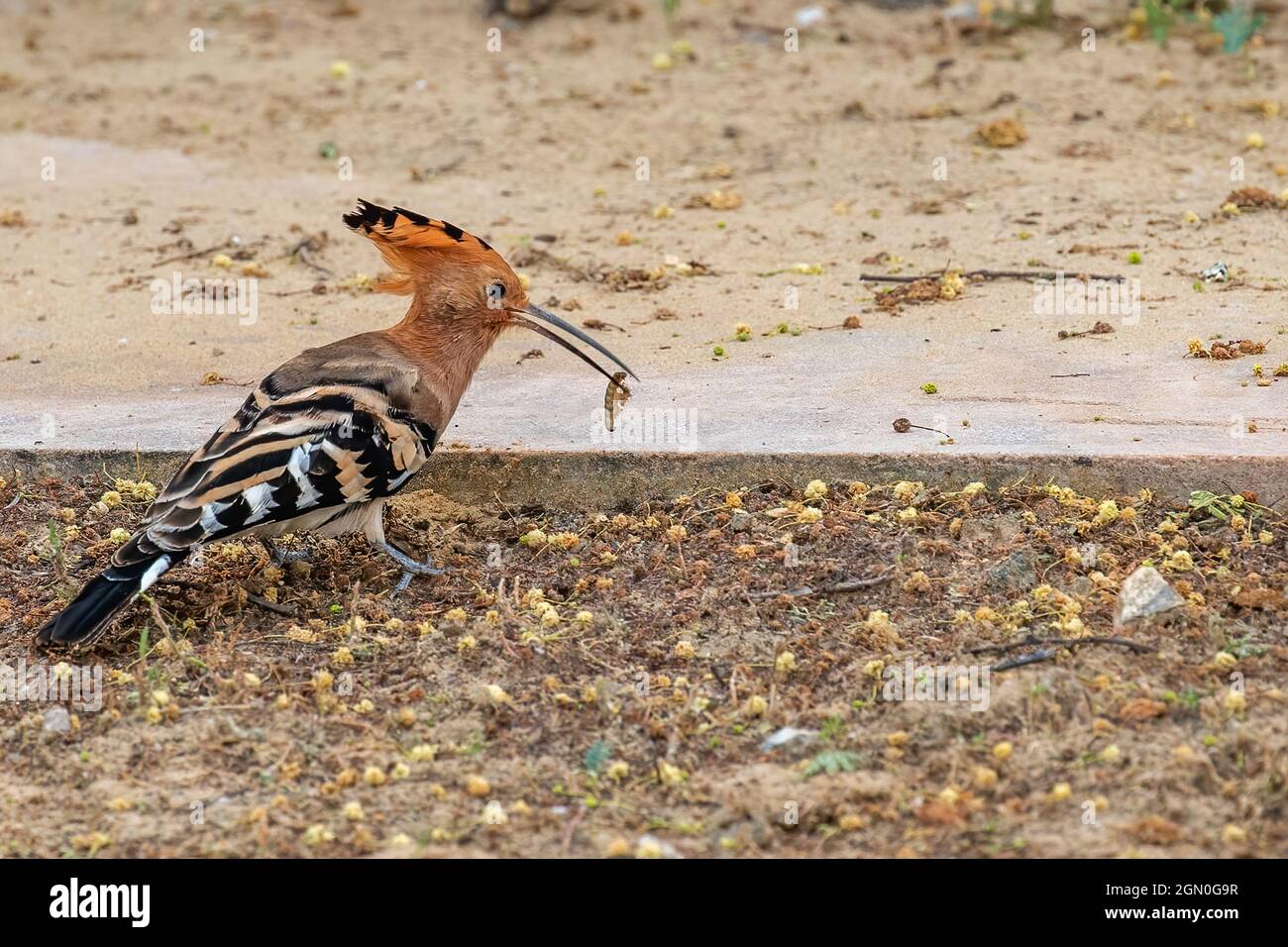 Hoopoe with his kill and enjoying it Stock Photo - Alamy