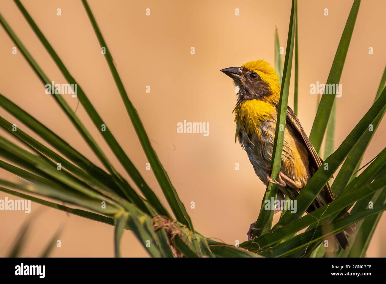 Savanna tree shrub grass hi-res stock photography and images - Alamy