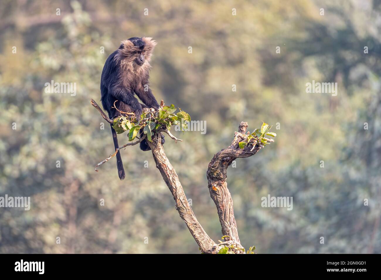 Lion Head Monkey resting on a tree and enjoying weather Stock Photo - Alamy
