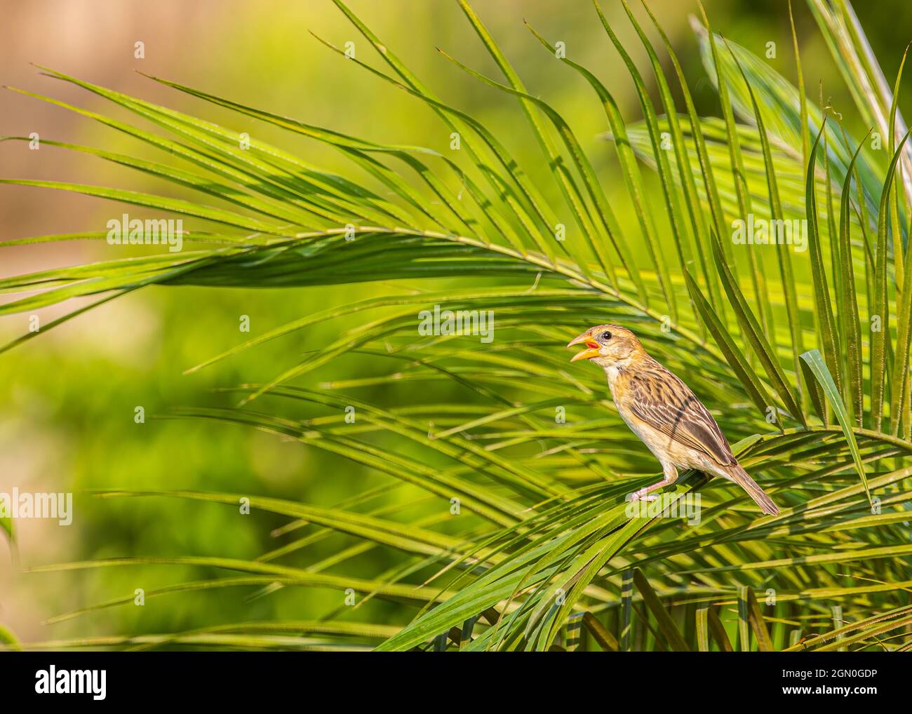 Baya africa hi-res stock photography and images - Alamy