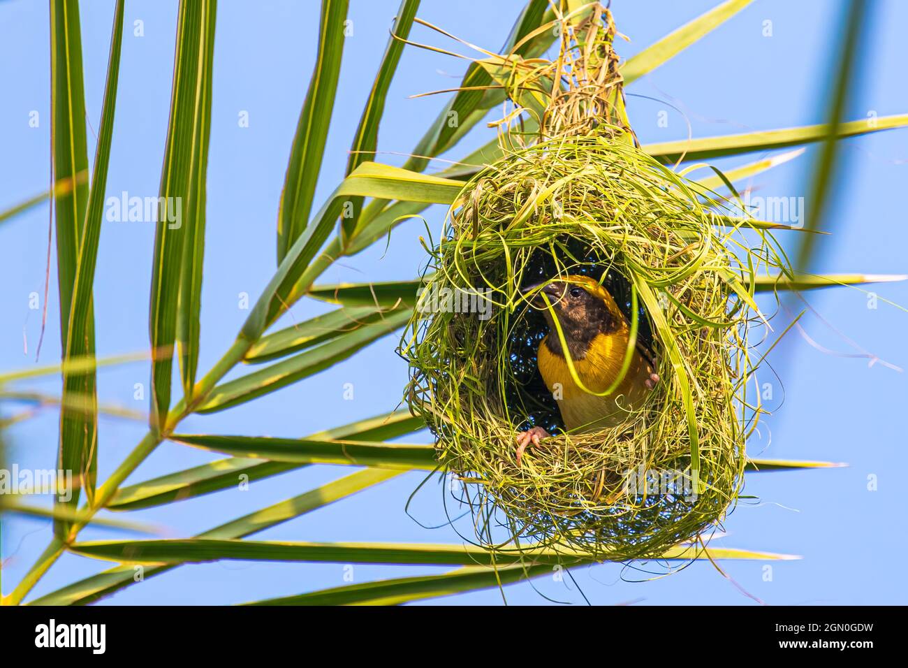 Weaver bird weaving her nest Stock Photo - Alamy