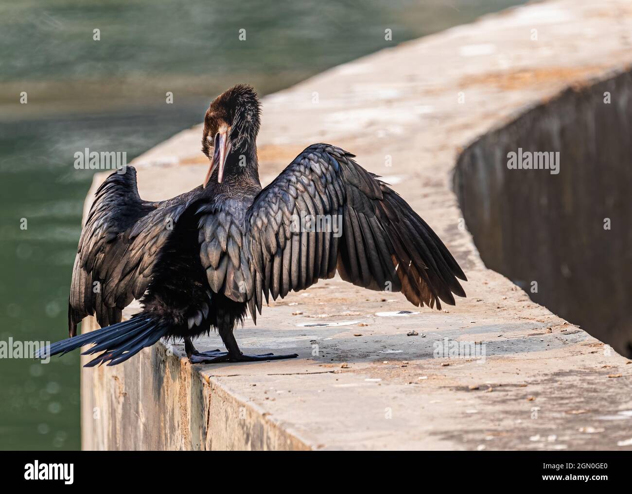Cormorant Drying and Cleaning its wings Stock Photo - Alamy