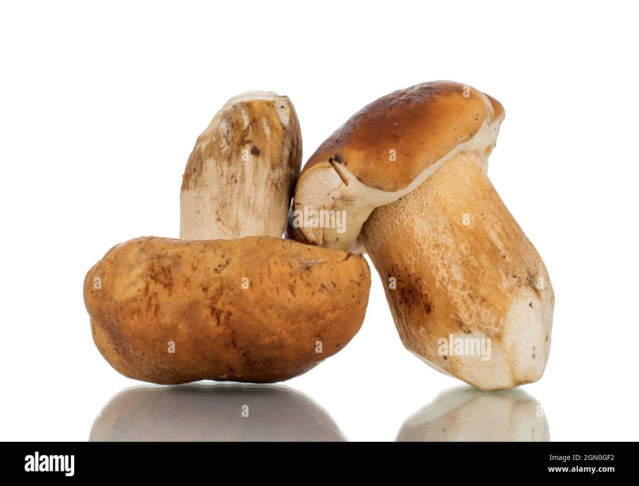 Two forest porcini mushrooms, close-up isolated on white Stock Photo ...