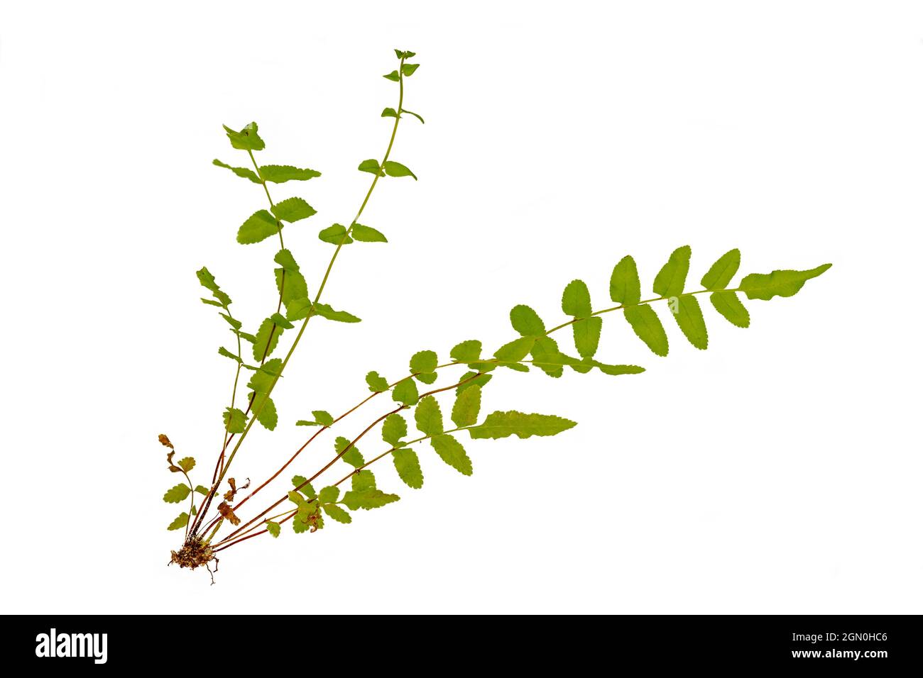 Suplir plant or fern plant looks intact from root to leaf, isolated on ...