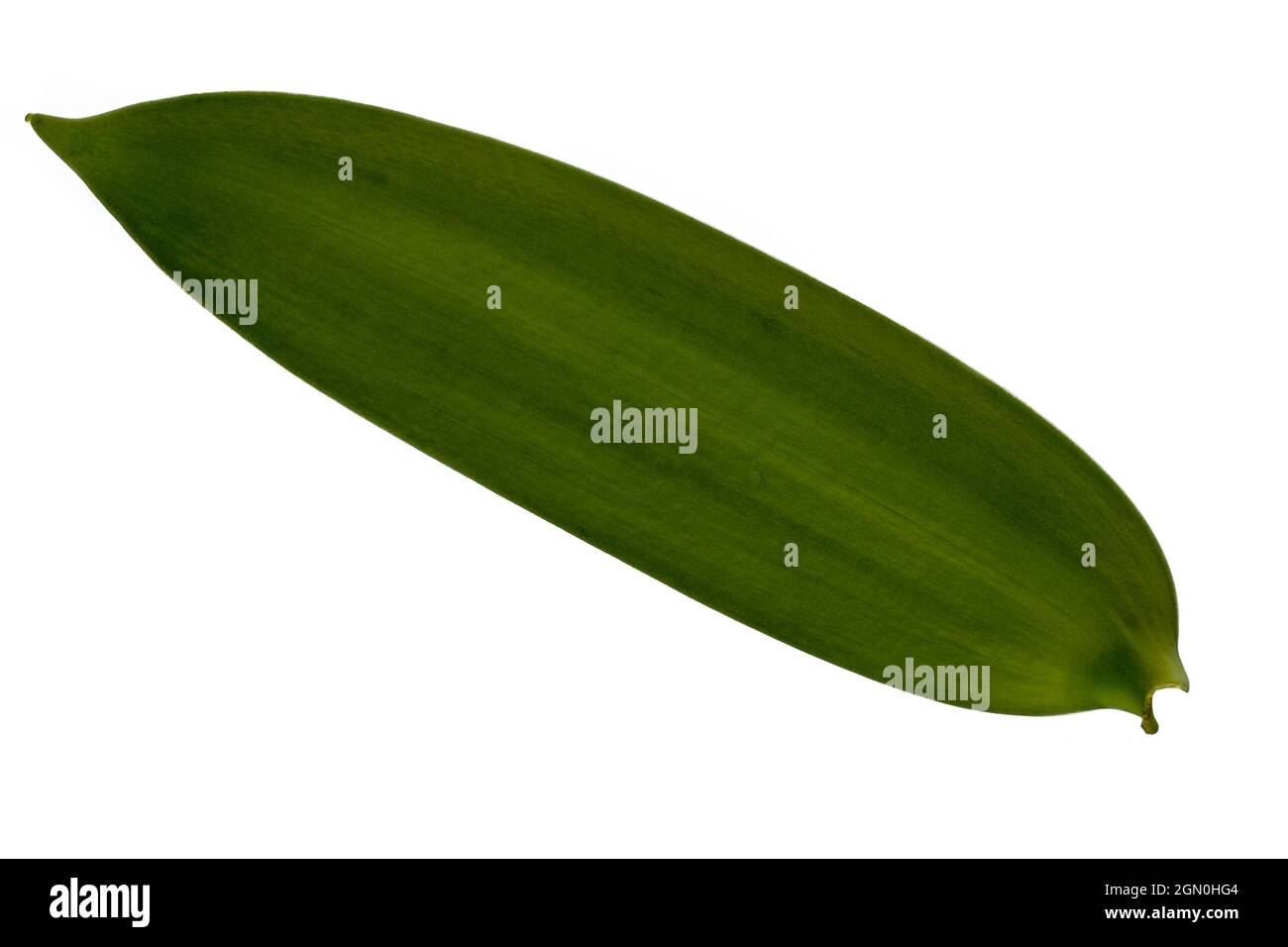 Vanilla leaf bottom view, isolated on white background with clipping ...