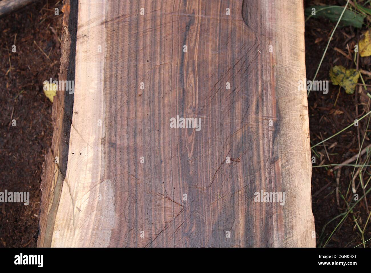 Beautiful cut walnut tree hi-res stock photography and images - Alamy
