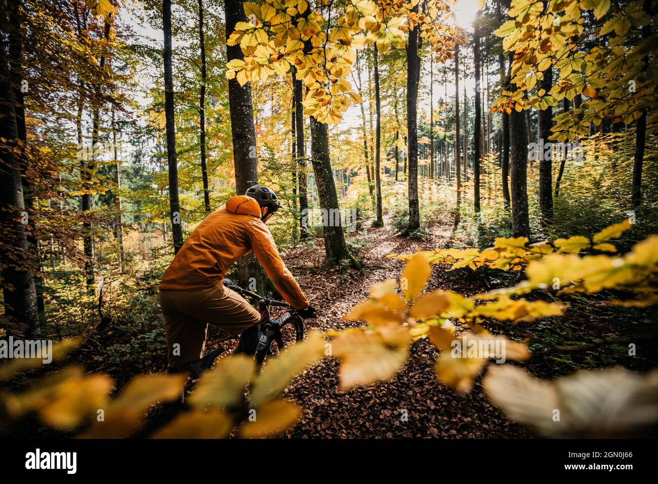 Mountain biker rides through autumn forest, bike, bike, mountain bike ...