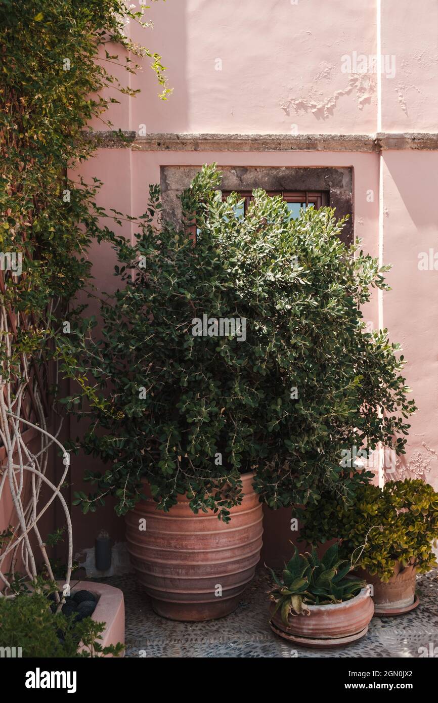 Vertical shot of potted plants in front of a building window in ...