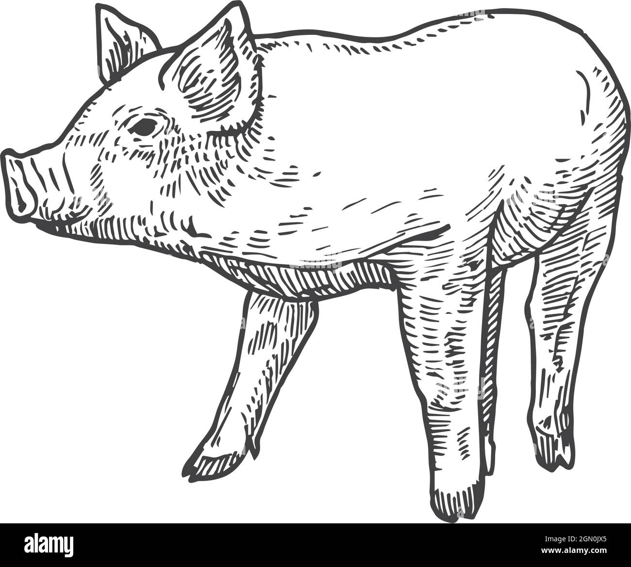 Pig or Little Piggie Hand Drawn Vector Illustration. Abstract Domestic ...