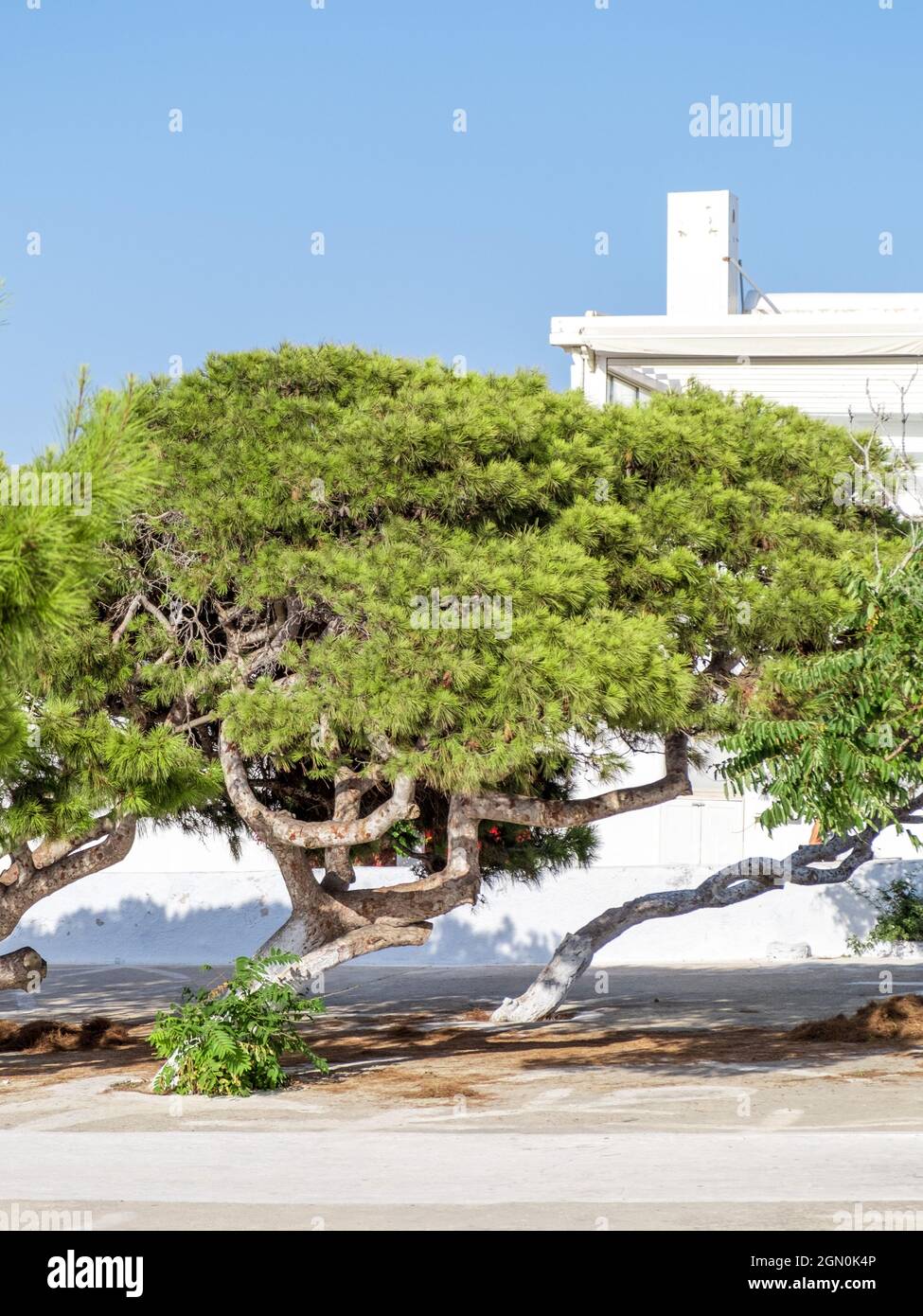 Palm tree growing in sand on beach hi-res stock photography and images ...