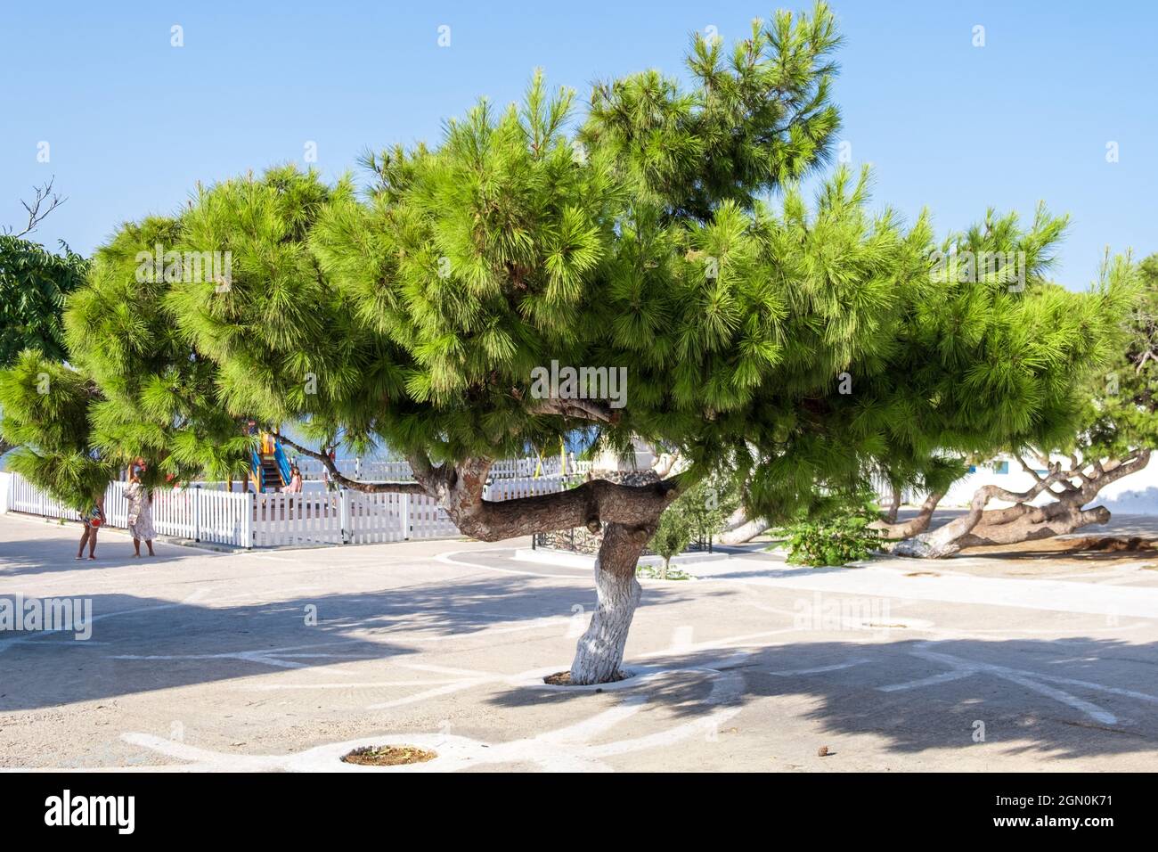 Palm tree growing in sand on beach hi-res stock photography and images ...