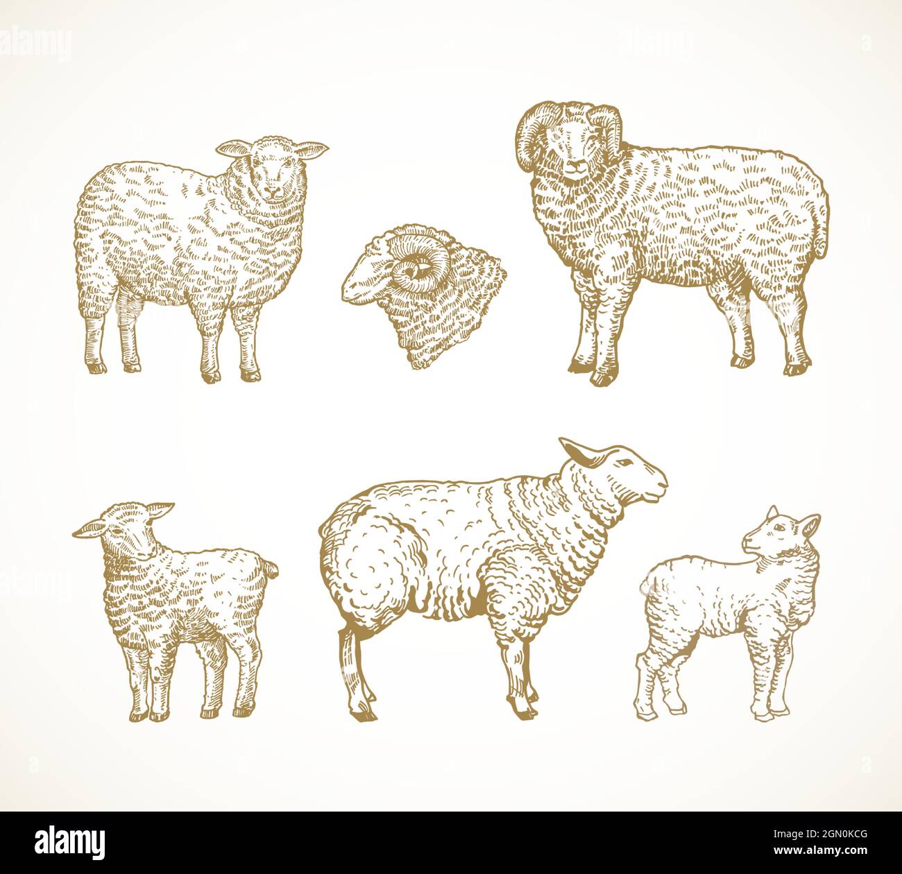 Hand Drawn Domestic Animals Vector Illustrations Set. Sheep, Ram and ...