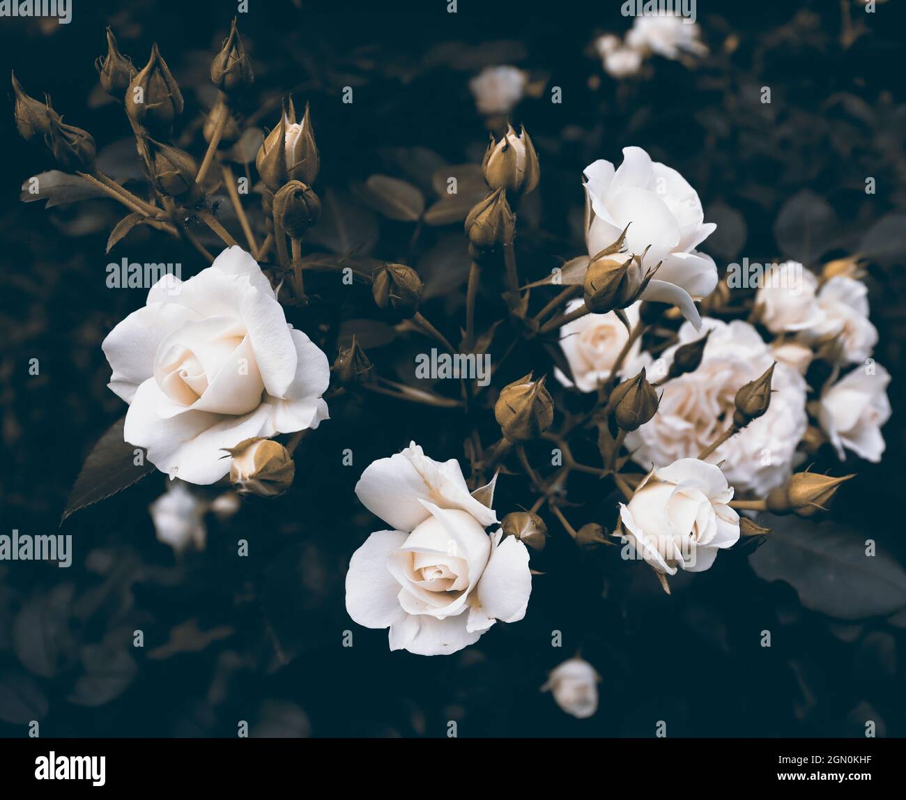 Beautiful delicate flowers in dark romantic garden. Nature background ...