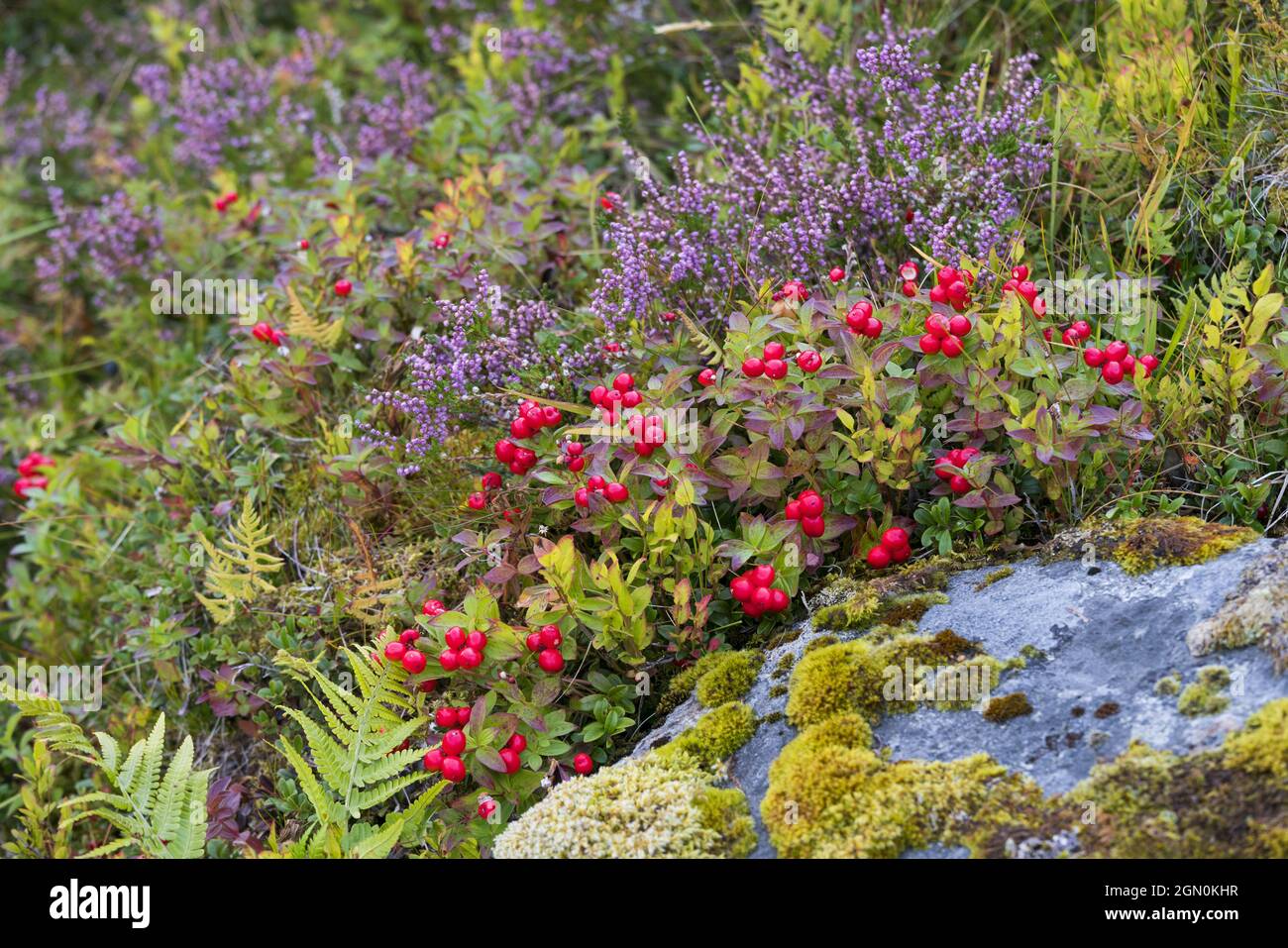 Scandinavia norway heather hi-res stock photography and images - Alamy