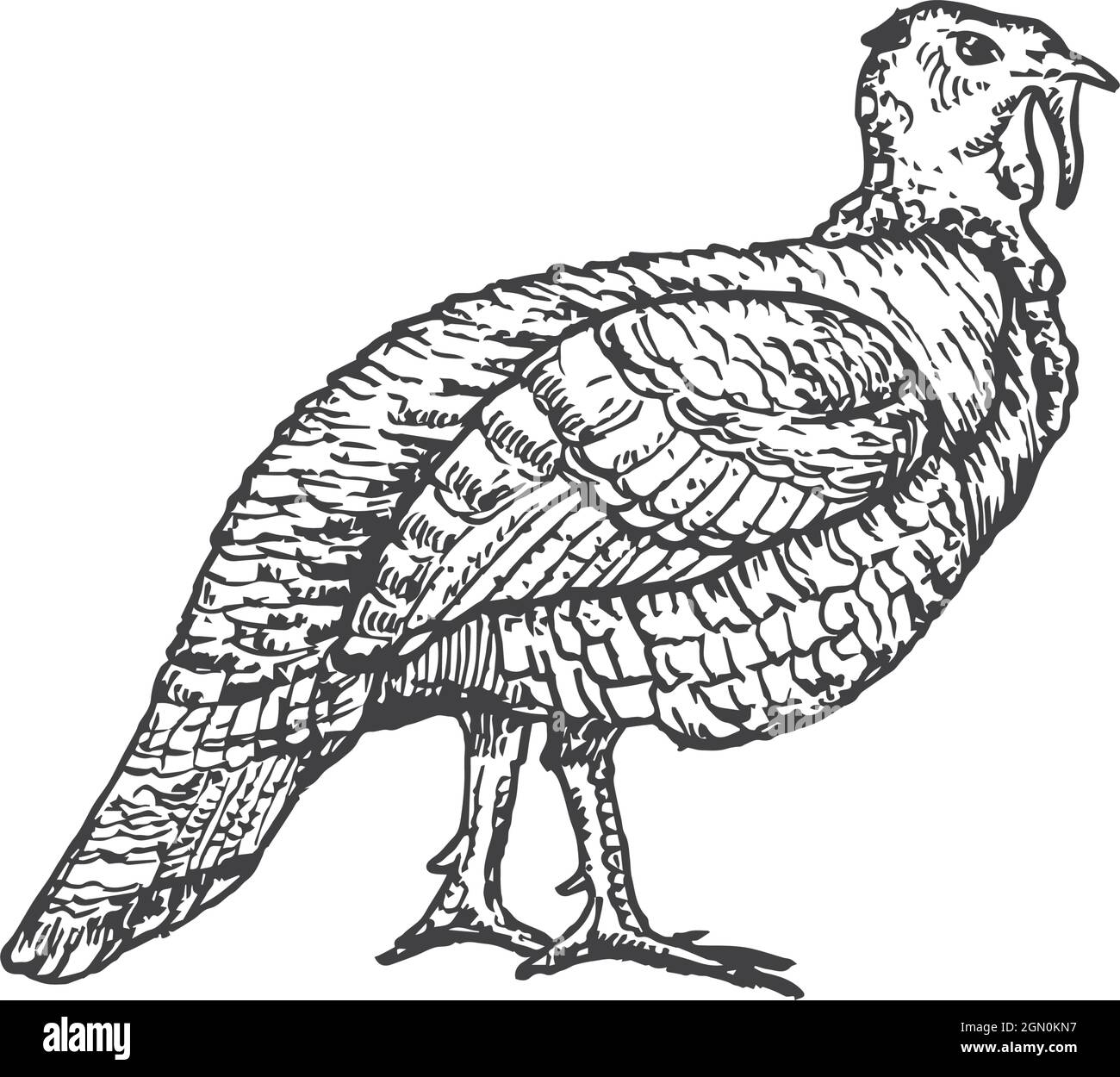 Domestic Turkey Hand Drawn Vector Illustration. Abstract Domestic ...