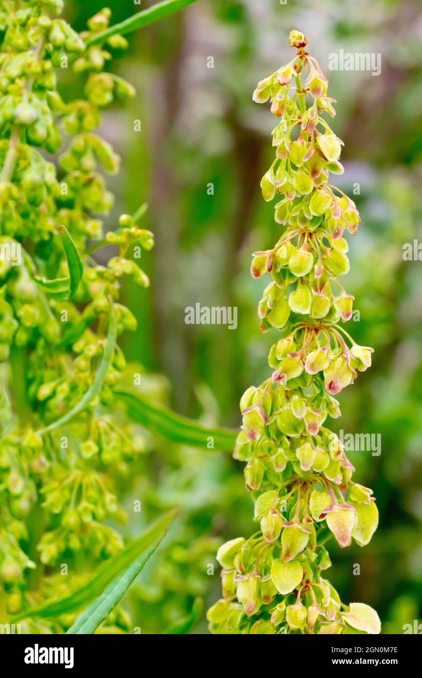 Curled Dock (rumex crispus), close up of the top of a single plant ...