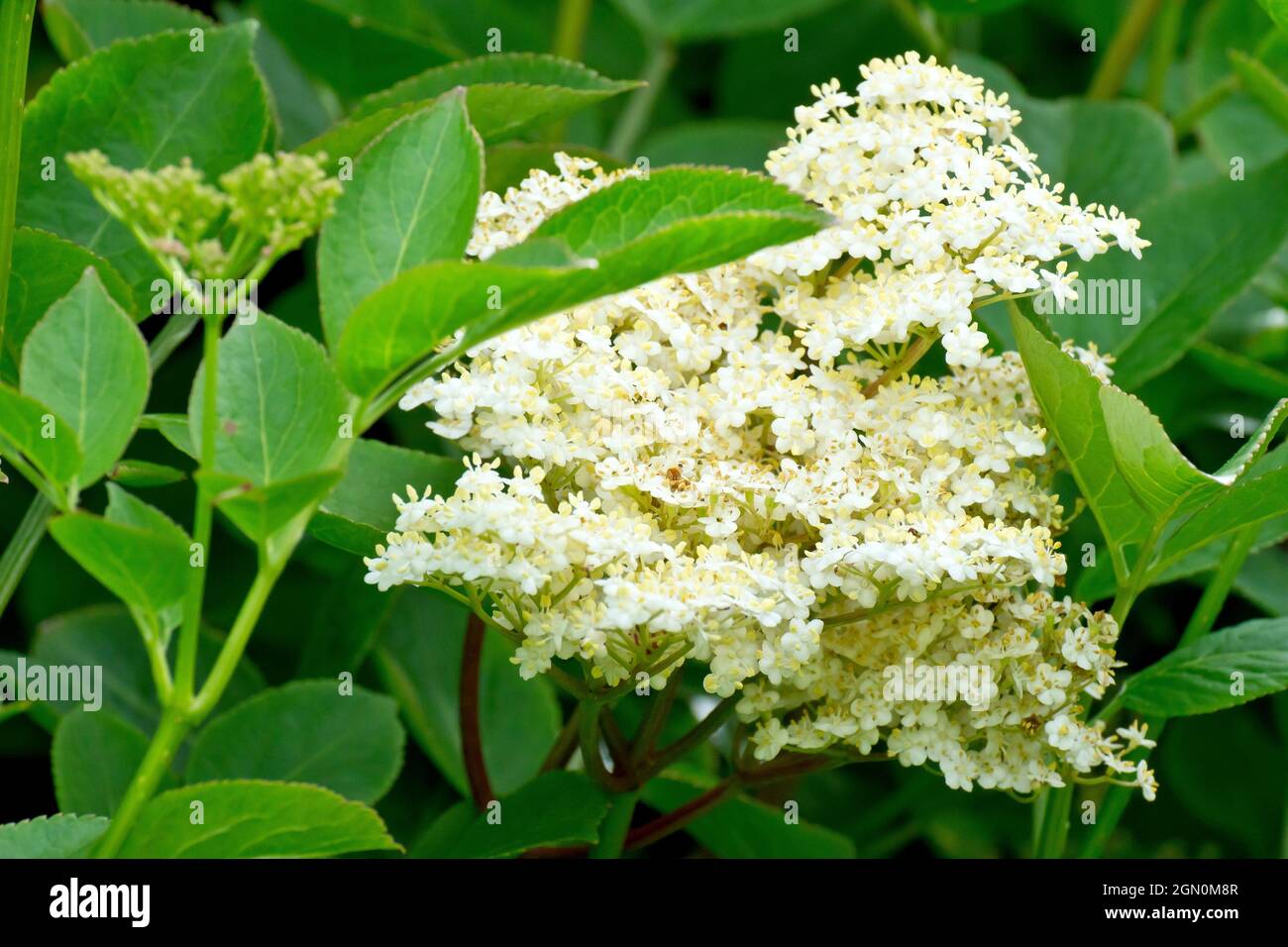 Elder, Elderflower or Elderberry (sambucus nigra), close up of a single ...