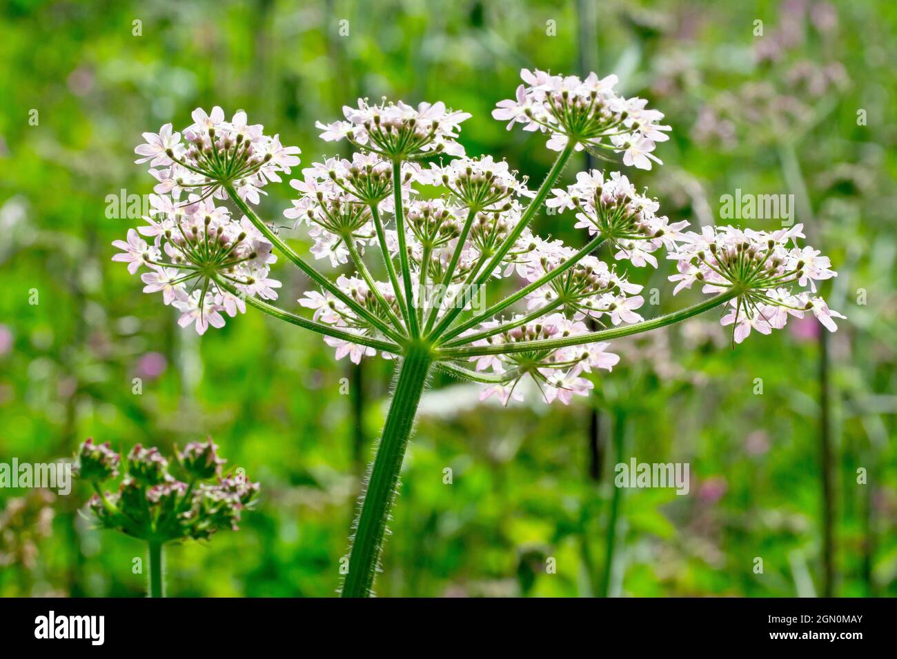 Hogweed (heracleum sphondylium), also known as Cow Parsnip, back-lit ...