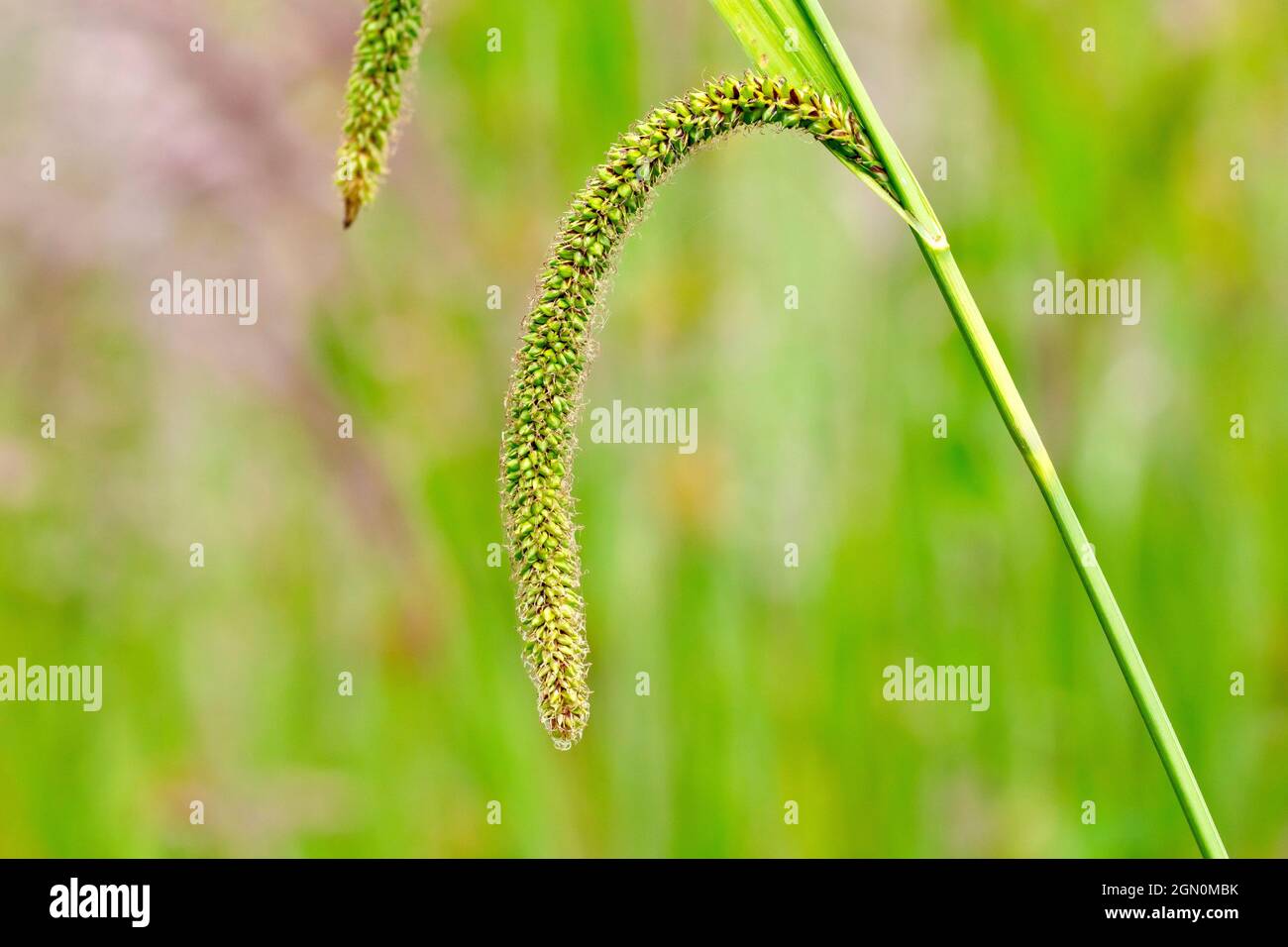 British Grasses And Sedges High Resolution Stock Photography and Images ...