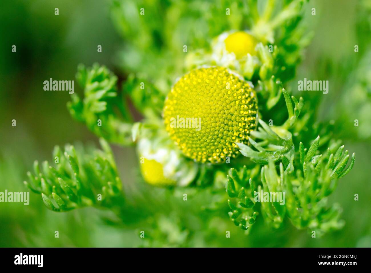 Matricaria matricarioides hi-res stock photography and images - Alamy